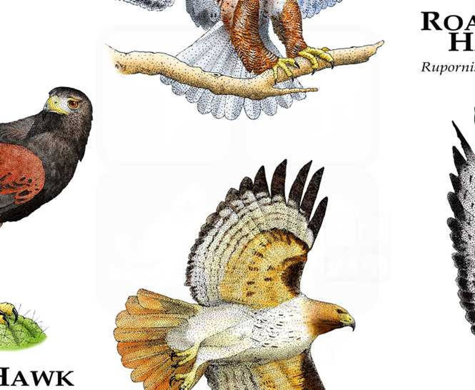 Hawks of North America - Etsy