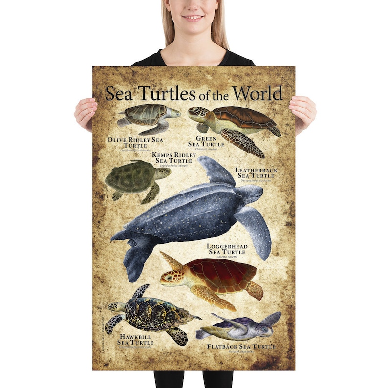 Sea Turtles of the World Poster Print - Etsy