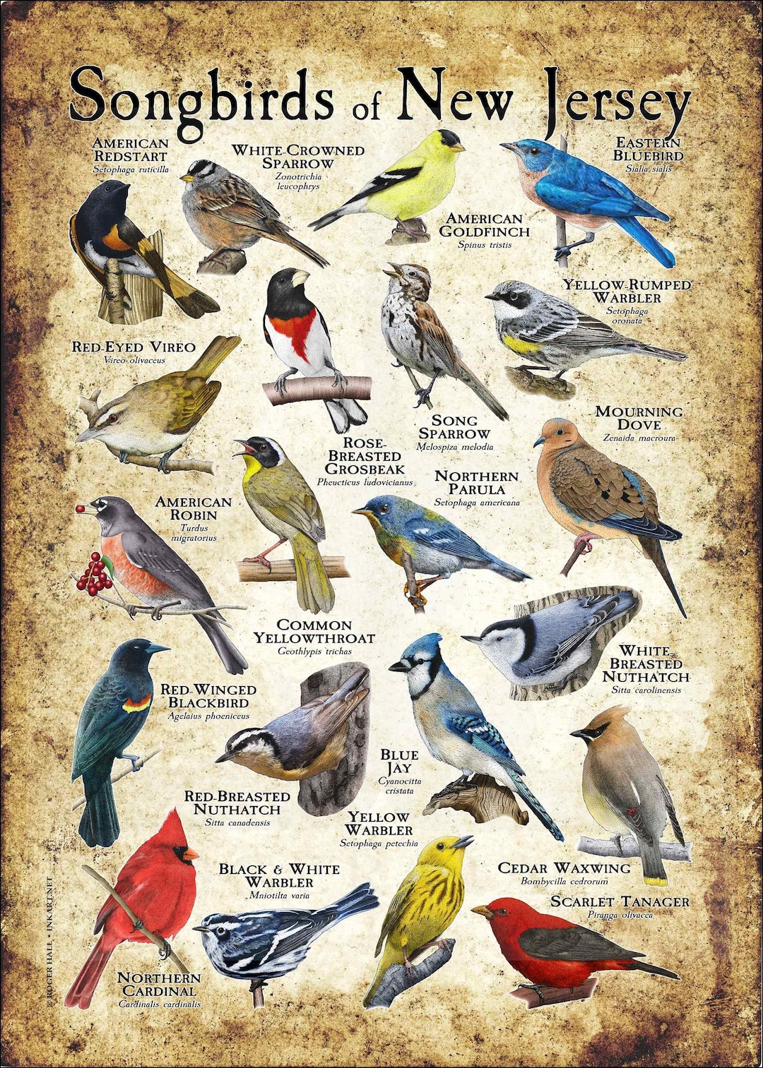 Songbirds of New Jersey Poster Print Field Guide - Etsy