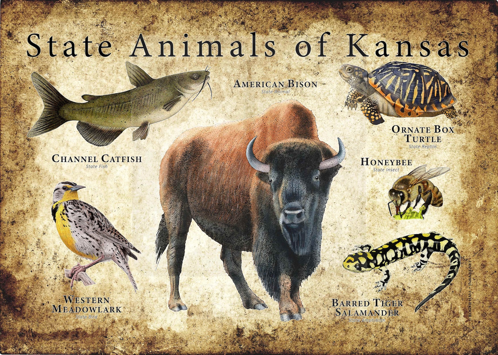 Kansas State Animals Poster Print | Etsy