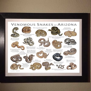 Venomous Snakes of Arizona Art Print / Field Guide - SIGNED BY ARTIST ...