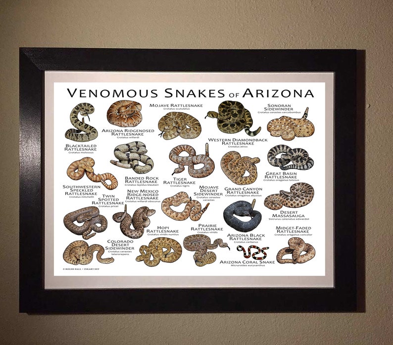 Venomous Snakes of Arizona Art Print / Field Guide - SIGNED BY ARTIST ...