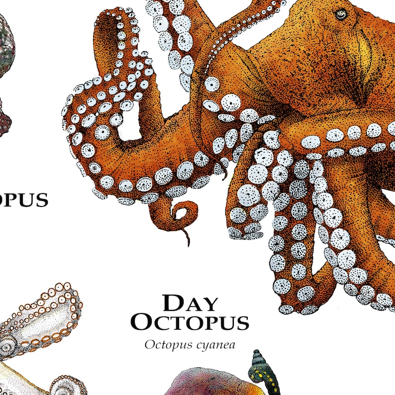 Octopus of the World Poster Print | Etsy