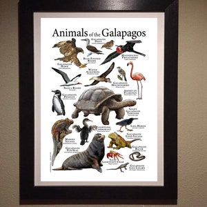 Animals of the Galapagos Islands Poster Print - SIGNED BY ARTIST! - Etsy