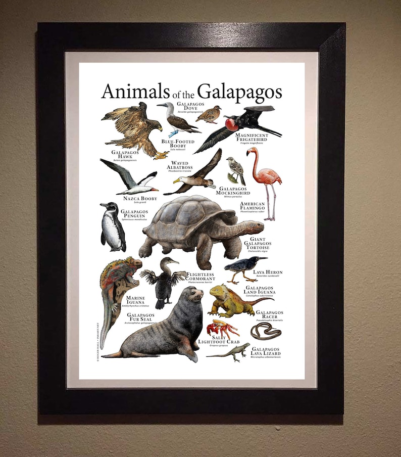 Animals of the Galapagos Islands Poster Print - SIGNED BY ARTIST! - Etsy