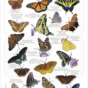 Butterflies of Indiana Poster Print Field Guide - Etsy