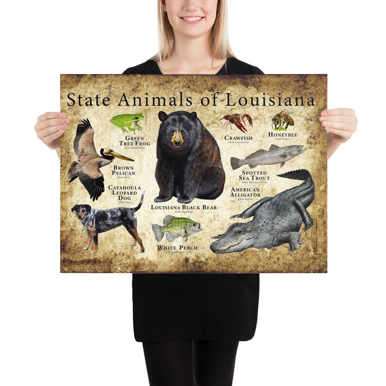 Louisiana State Animals Poster Print - Etsy