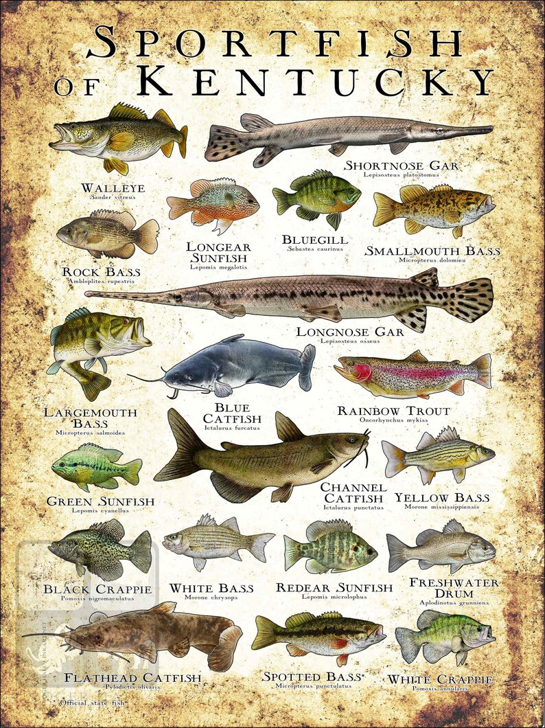 Sportfish of Kentucky Poster Print/field Guide - SIGNED BY ARTIST! - Etsy
