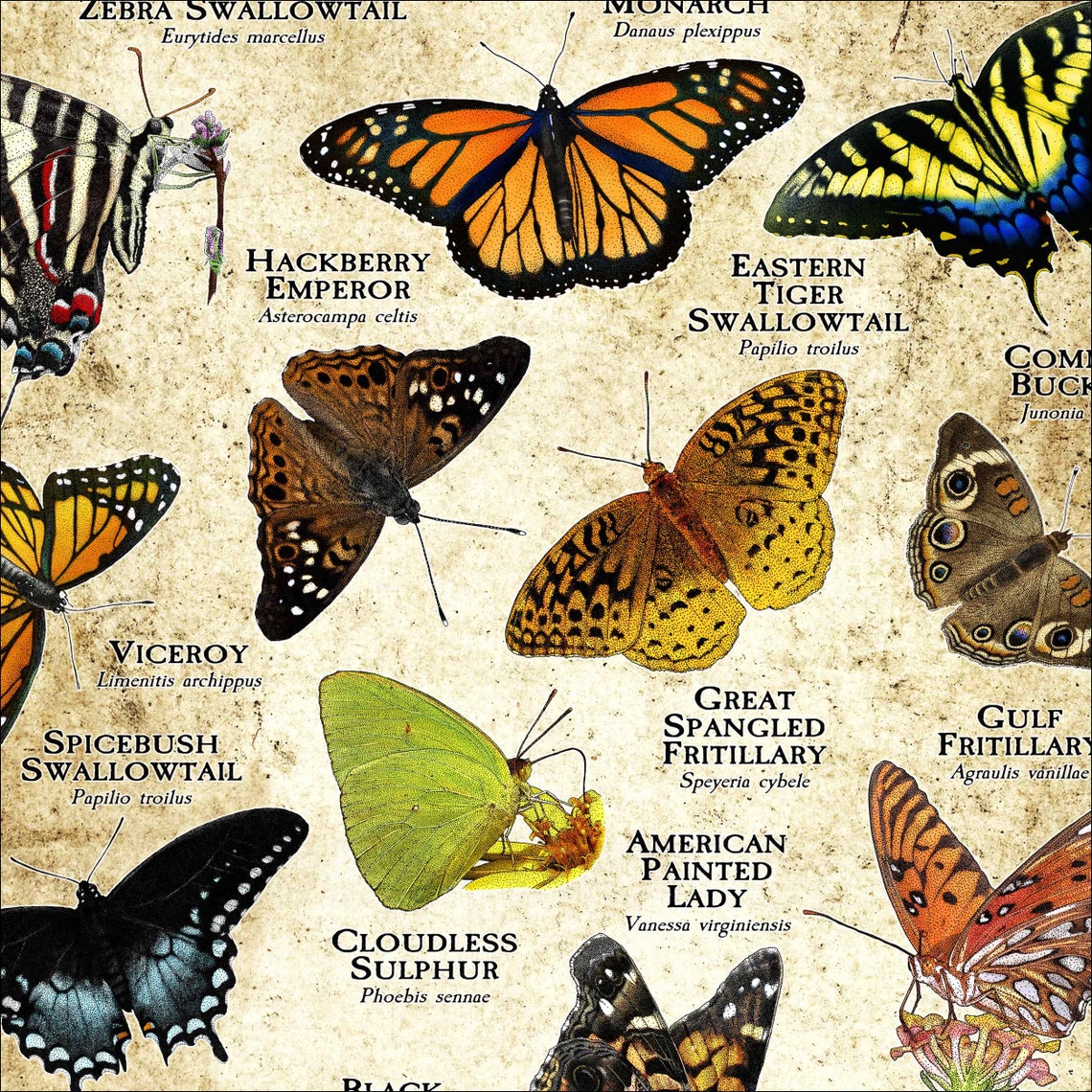Butterflies of Missouri Poster Print Field Guide - Etsy