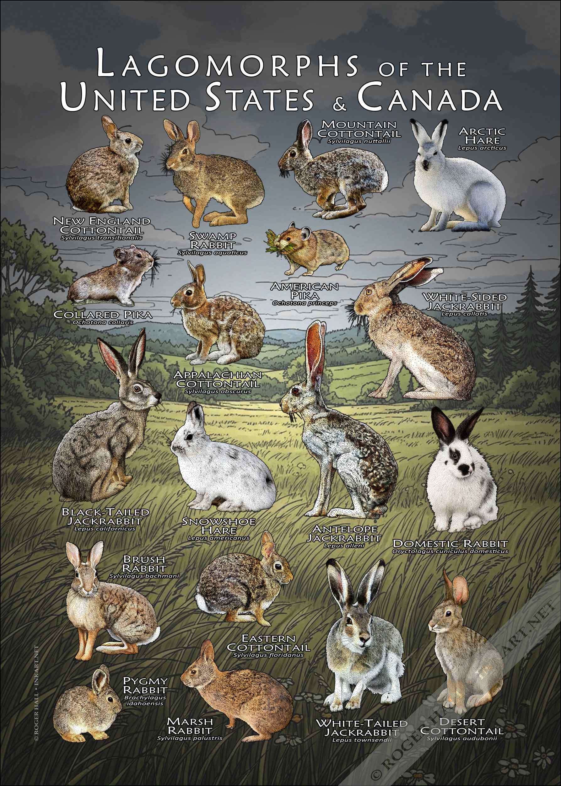 Lagomorphs of the United States and Canada Poster Print - SIGNED BY ...