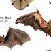 Common Bats of North America Poster Print - SIGNED BY ARTIST! - Etsy