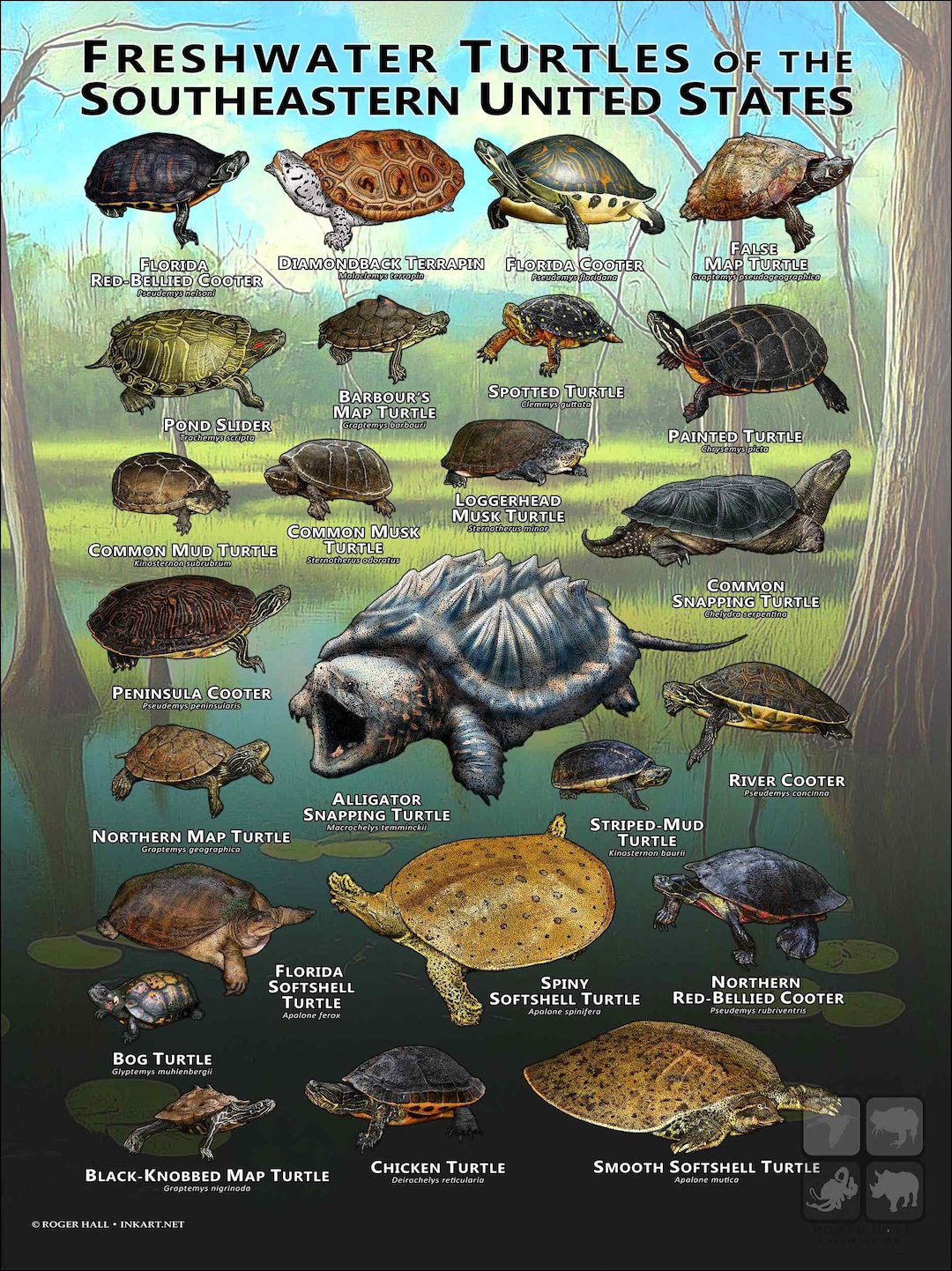Freshwater Turtles of the Southeastern US Art Print / Field Guide ...