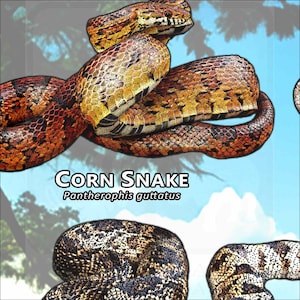 Snakes of Georgia Poster Print/field Guide - SIGNED BY ARTIST - Etsy