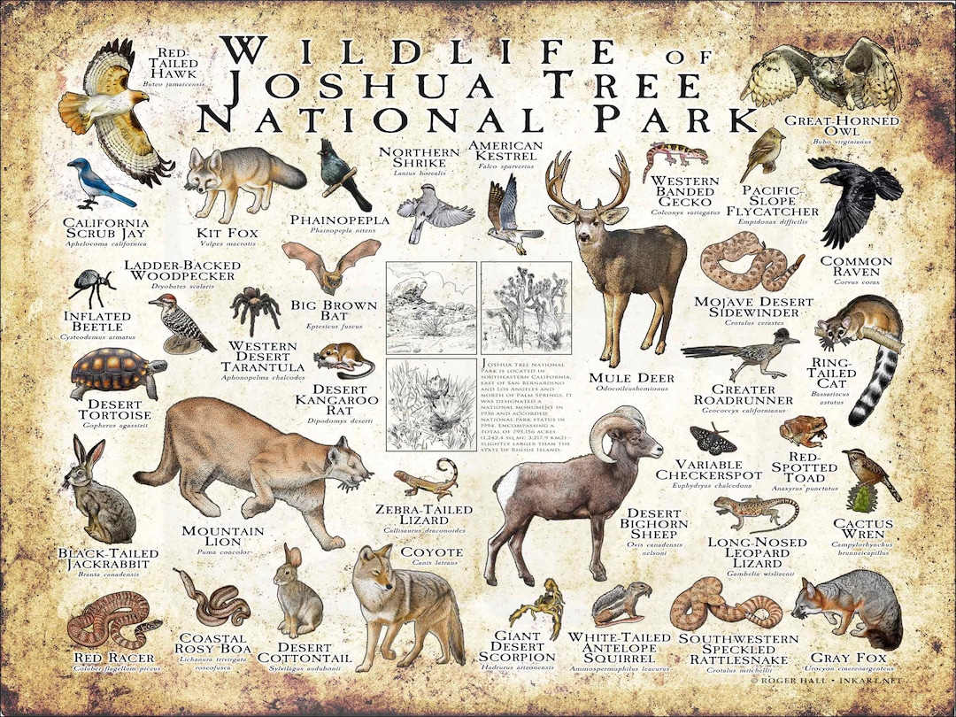 Wildlife of Joshua Tree National Park Field Guide - Etsy