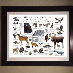 Wildlife of Acadia National Park Field Guide - Etsy