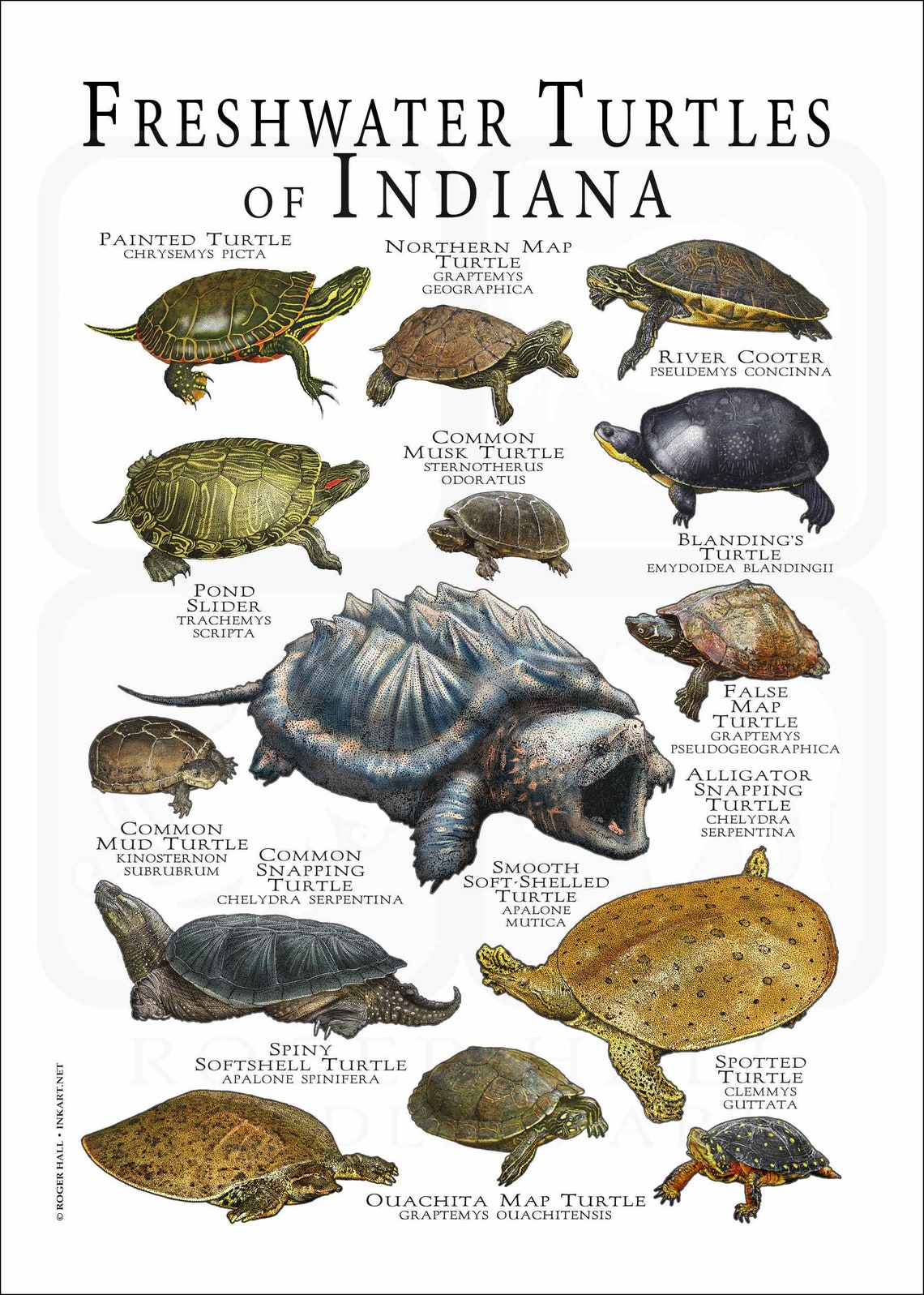 Freshwater Turtles of Indiana Poster Print Field Guide - Etsy