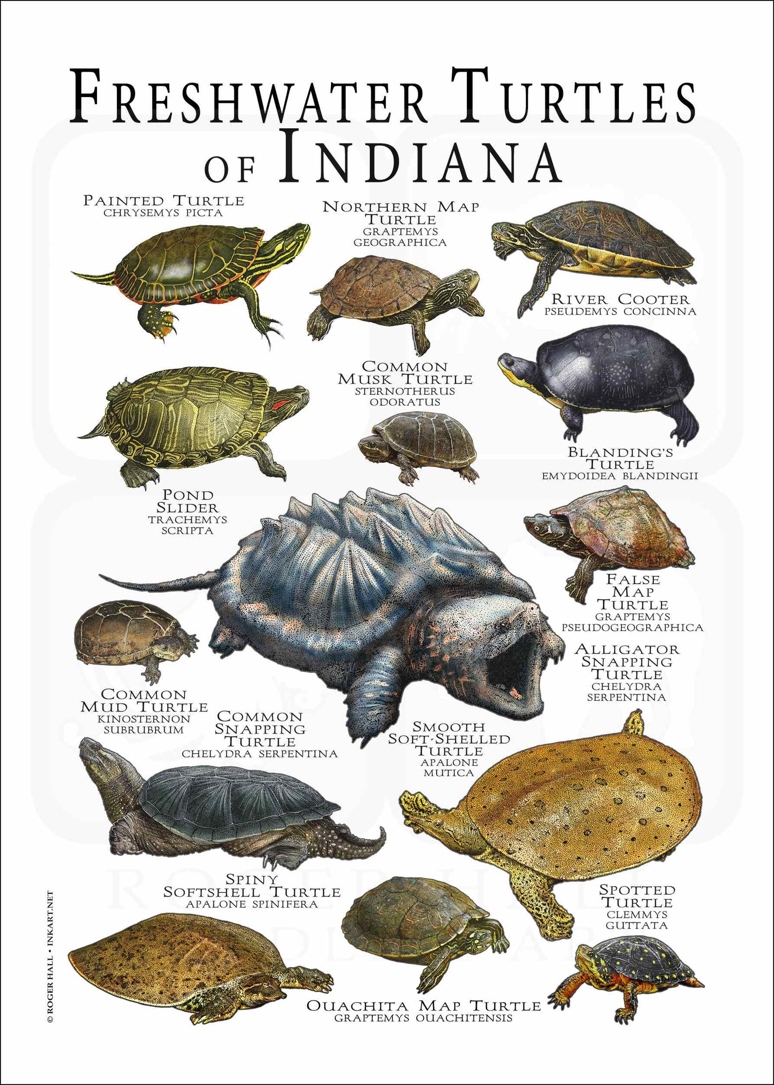 Freshwater Turtles of Indiana Poster Print Field Guide - Etsy