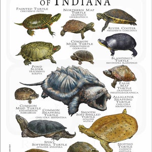 Freshwater Turtles of Indiana Poster Print/field Guide - SIGNED BY ...