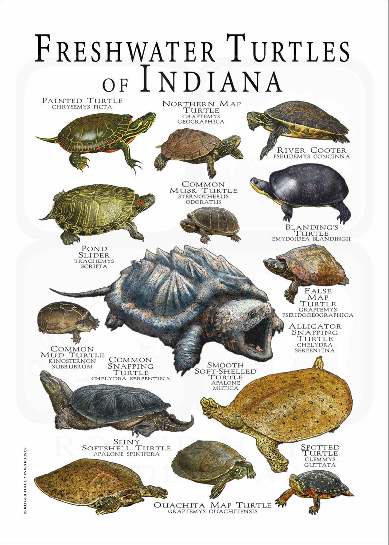 Freshwater Turtles of Indiana Poster Print Field Guide - Etsy