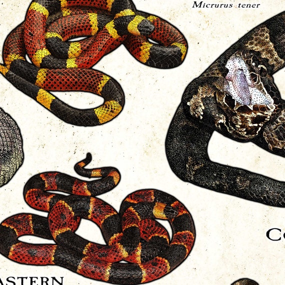 Meest Giftige Slangen Ter Wereld 2024 Cobra Beesies Alles Over