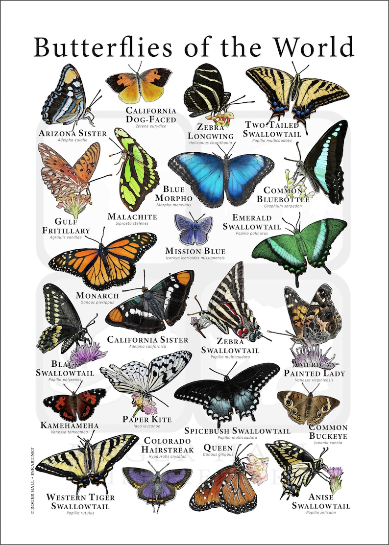 Butterflies of the World Poster Print - SIGNED BY ARTIST! - Etsy