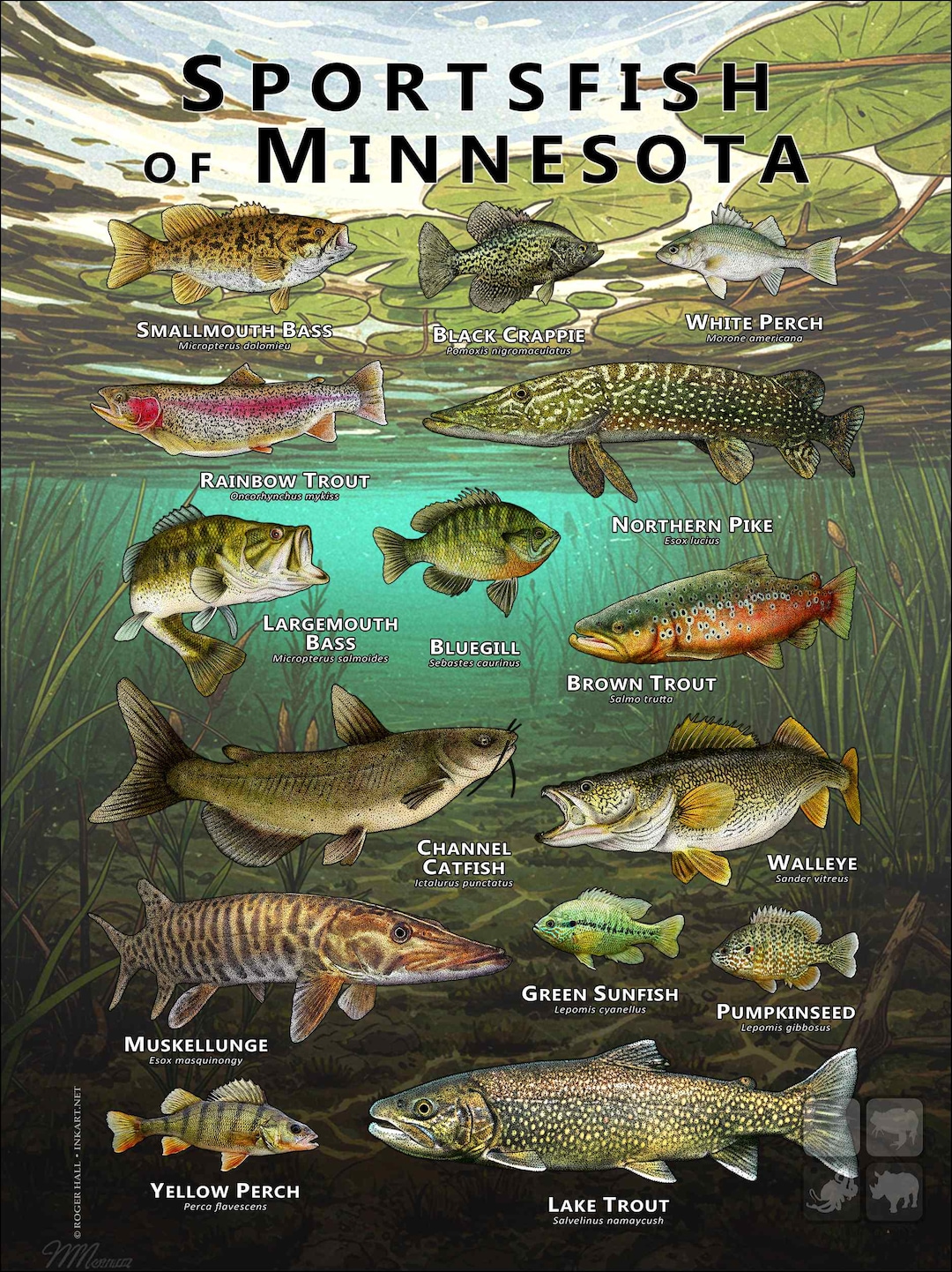 Sportfish of Minnesota Poster Print/field Guide - SIGNED BY ARTIST! - Etsy
