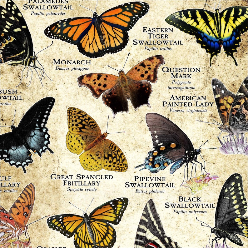 Butterflies of North Carolina Poster Print/field Guide - SIGNED BY ...