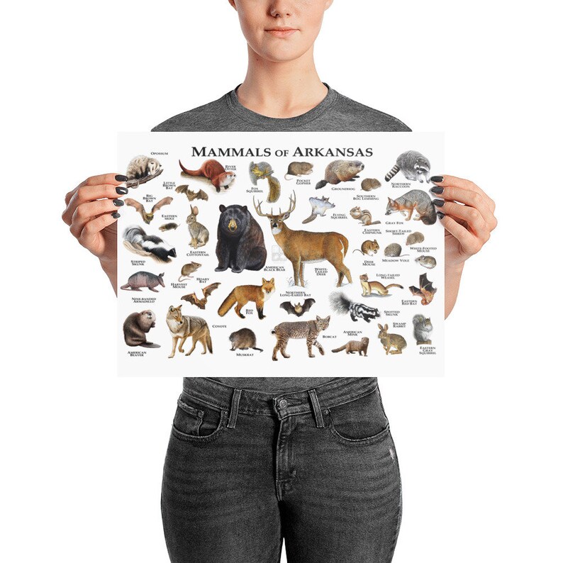 Mammals of Arkansas Poster Print / Arkansas Mammals Field | Etsy