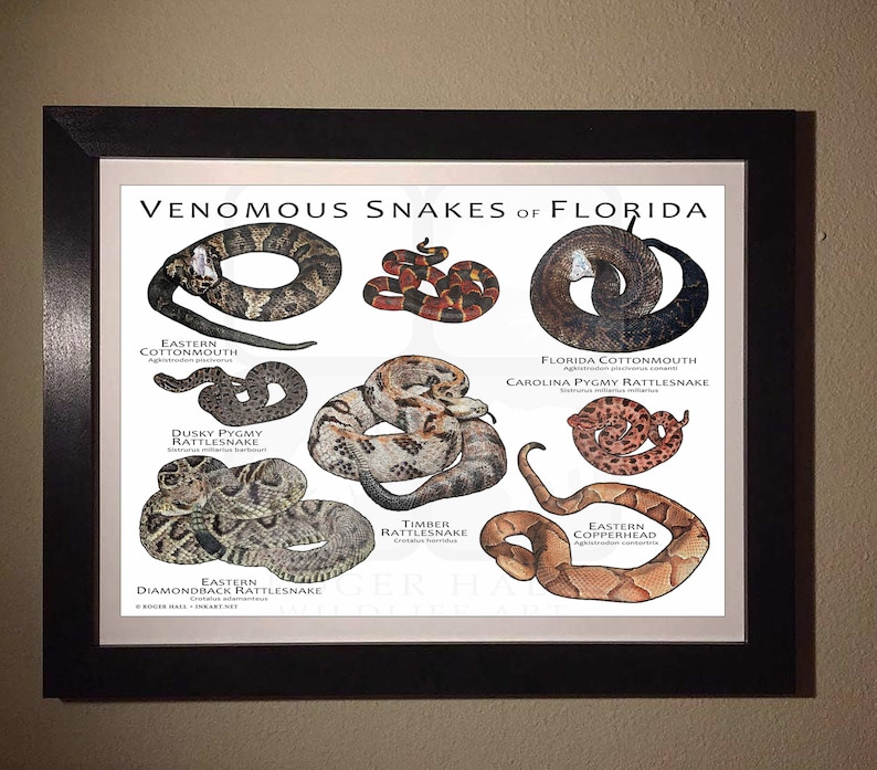 Venomous Snakes of Florida Art Print/field Guide - SIGNED BY ARTIST! - Etsy