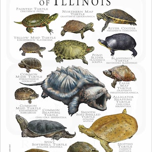 Freshwater Turtles of Illinois Poster Print/field Guide - SIGNED BY ...