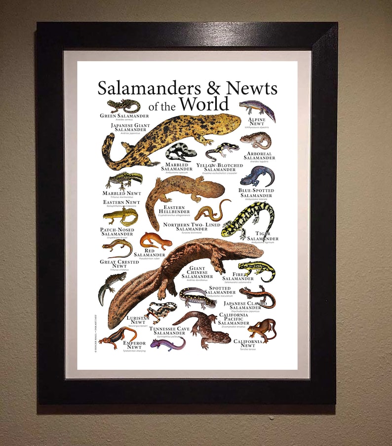 Salamanders and Newts of the World Poster Print - Etsy
