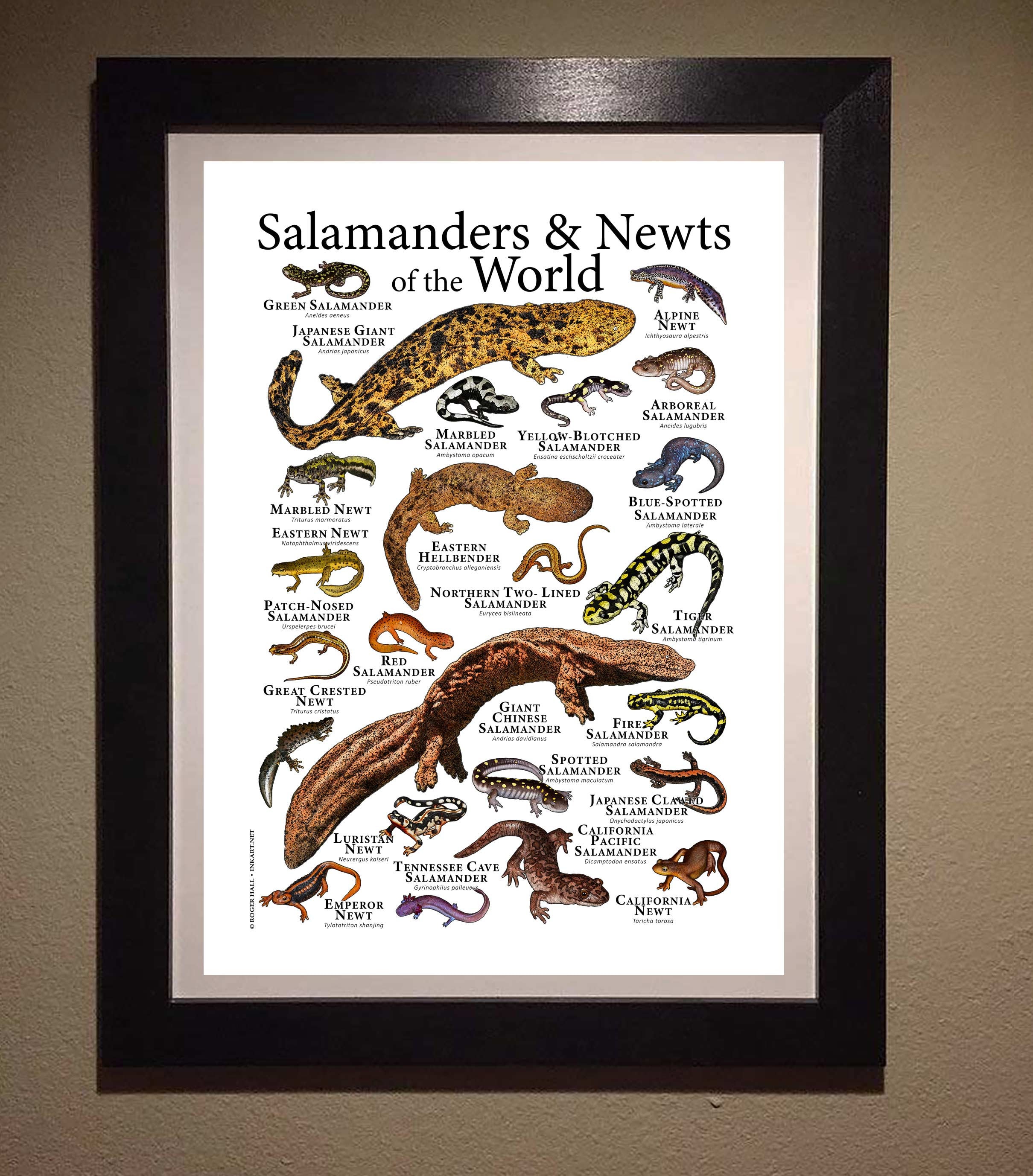 Salamanders and Newts of the World Poster Print - Etsy Canada