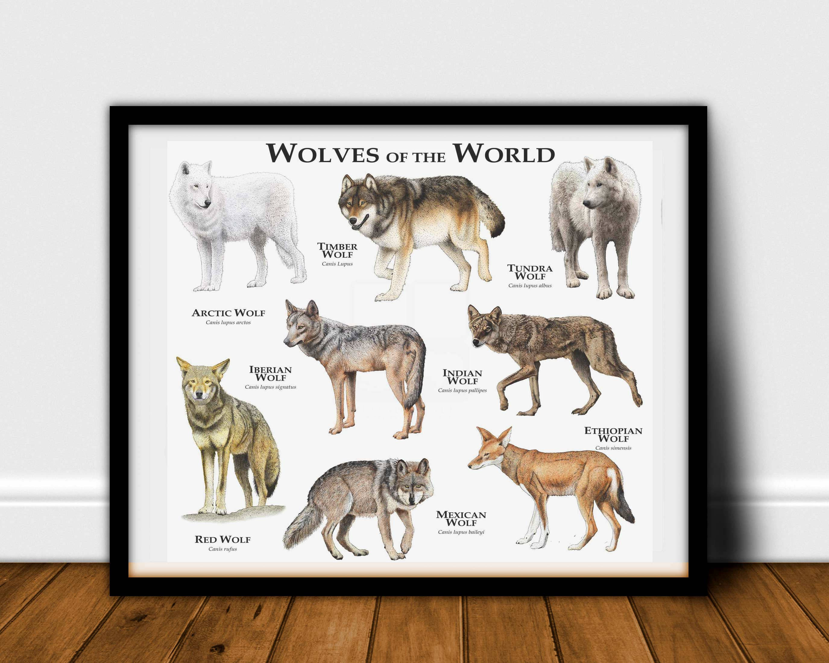 Wolves of the World Poster Print - Etsy Nederland