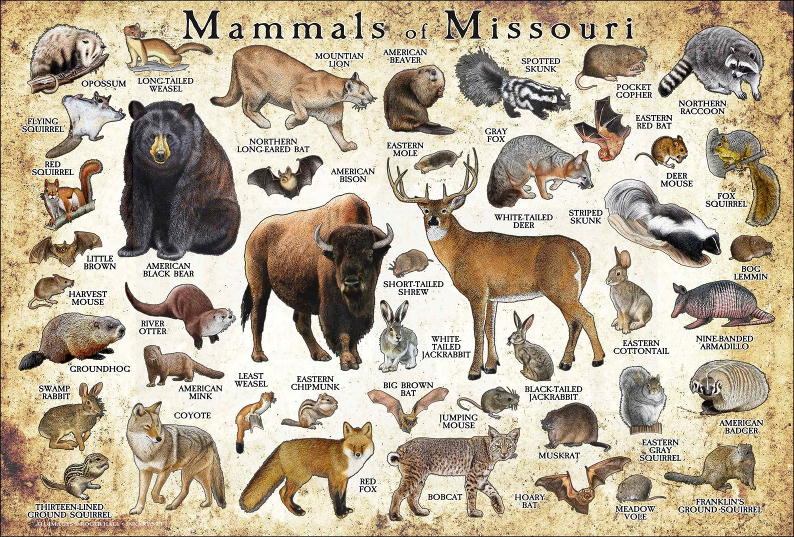 Mammals of Missouri Poster Print / Missouri Mammals Field | Etsy
