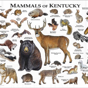 Mammals of Kentucky Poster Print / Kentucky Mammals Field Guide ...
