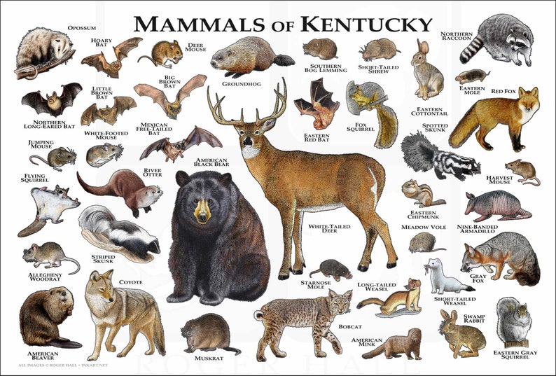 Mammals of Kentucky Poster Print / Kentucky Mammals Field | Etsy