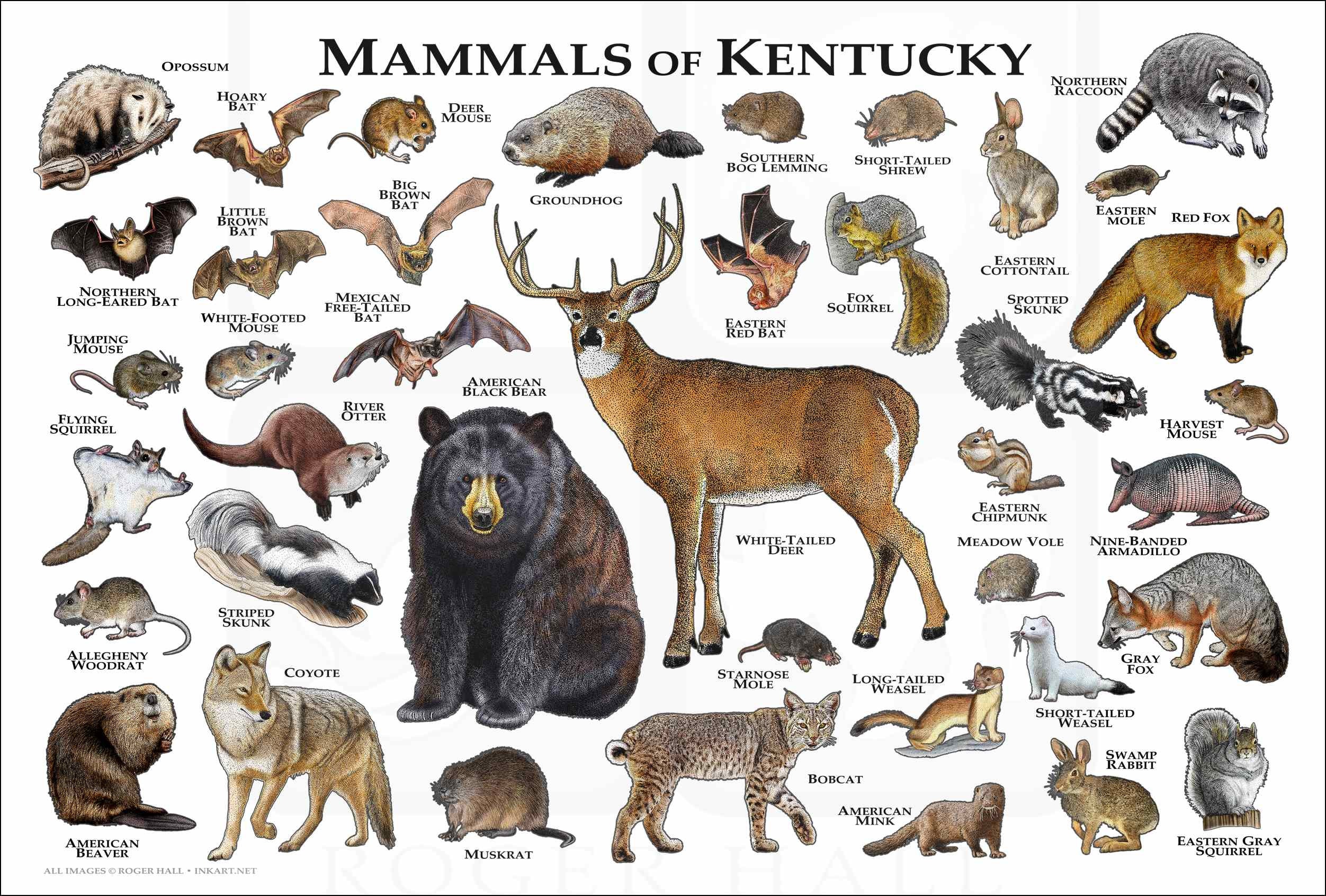 Mammals of Kentucky Poster Print / Kentucky Mammals Field | Etsy