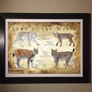 Lynx of the World Poster Print / Field Guide - SIGNED BY ARTIST! - Etsy