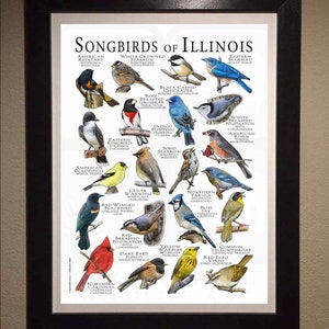Songbirds of Illinois Poster Print Field Guide - Etsy