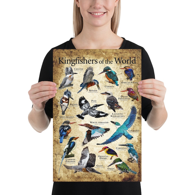 Kingfishers of the World Poster - SIGNED BY ARTIST! - Etsy