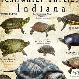 Freshwater Turtles of Indiana Poster Print/field Guide - SIGNED BY ...