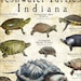 Freshwater Turtles of Indiana Poster Print Field Guide - Etsy