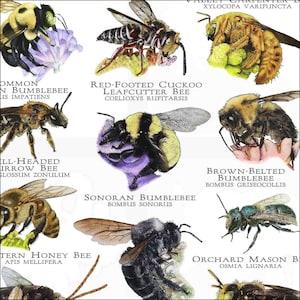 Bee Species of North America Poster Print - SIGNED BY ARTIST! - Etsy