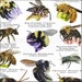 Bee Species of North America Poster Print - SIGNED BY ARTIST! - Etsy