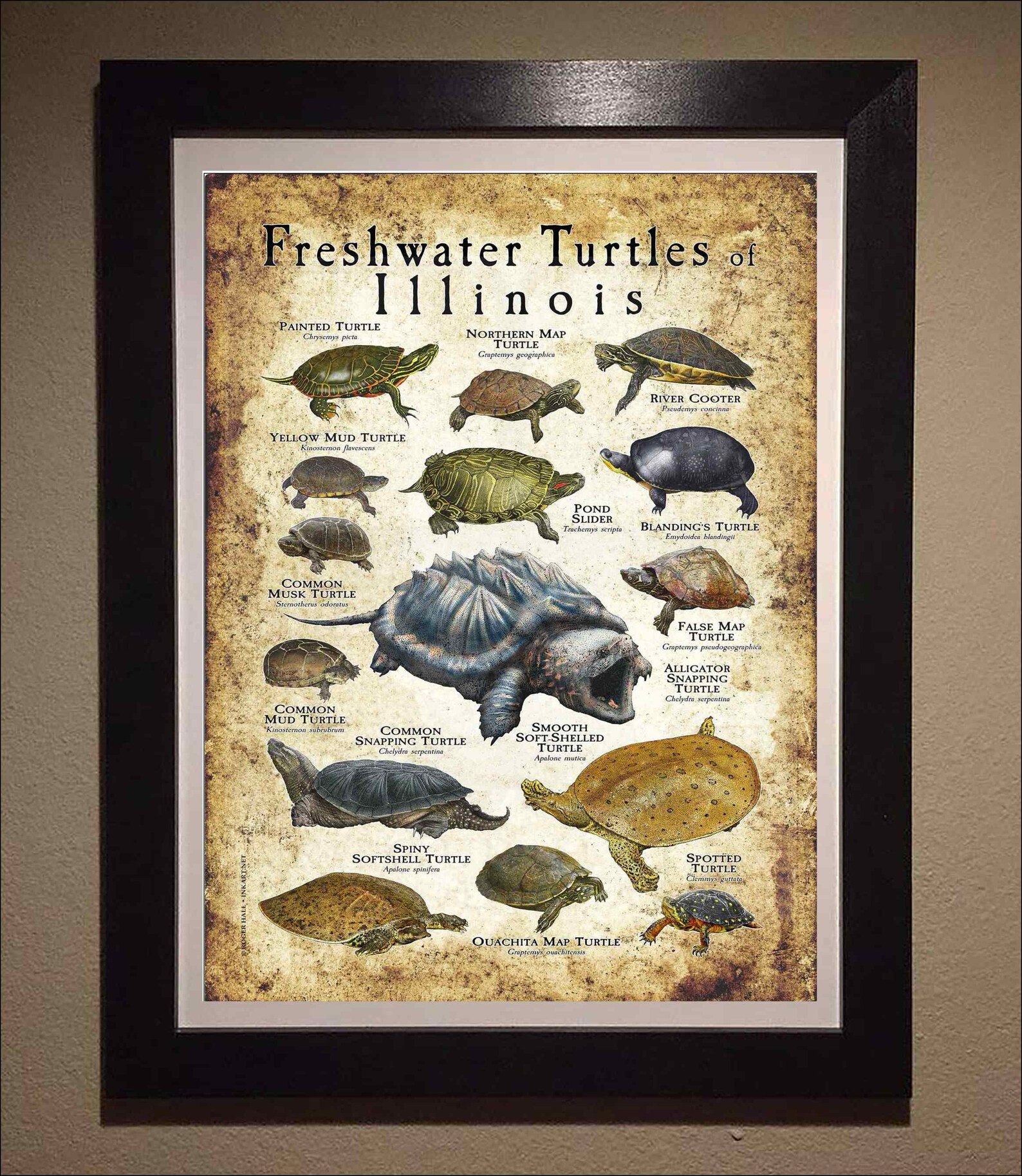 Freshwater Turtles of Illinois Poster Print Field Guide - Etsy