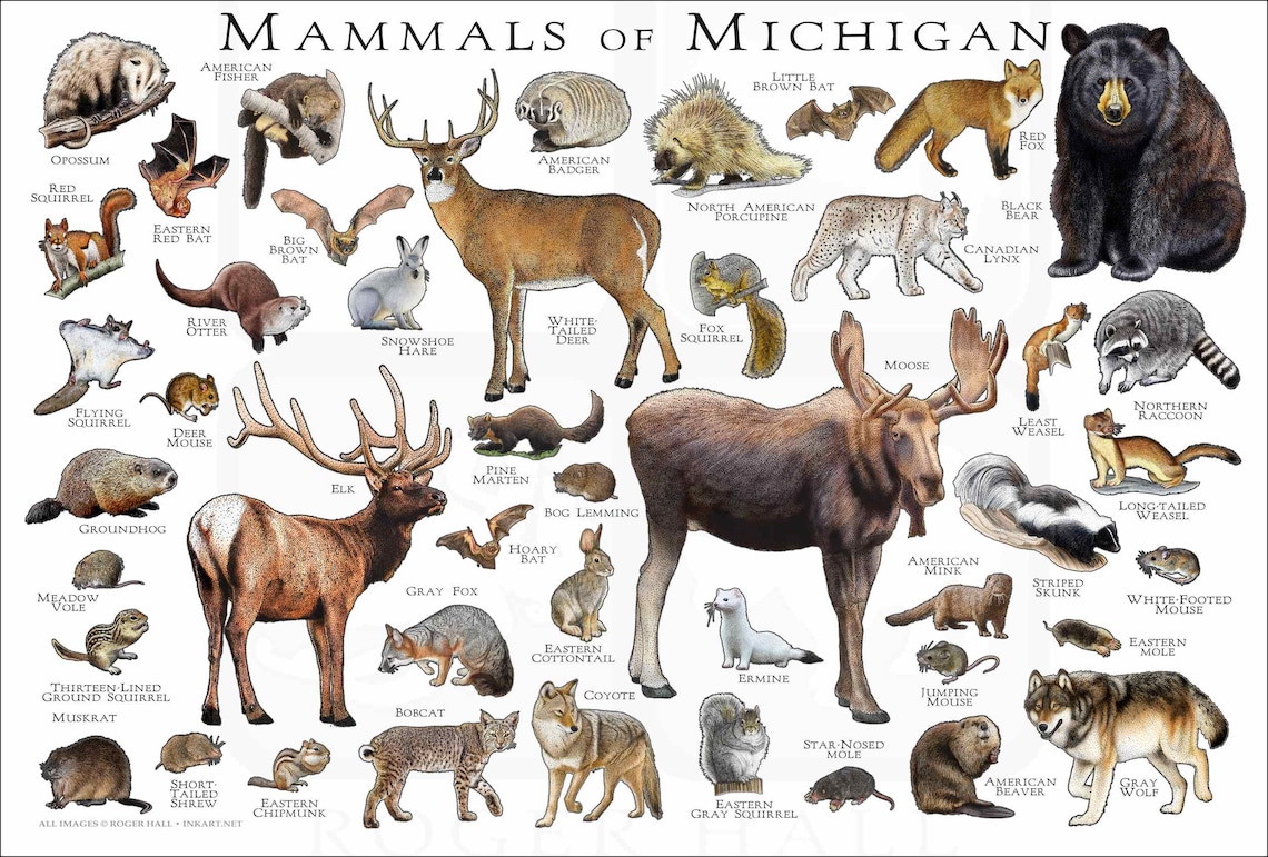 Mammals of Michigan Poster Print / Michigan Mammals Field - Etsy