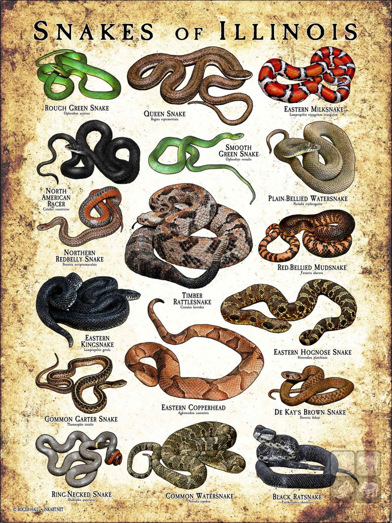 Snakes of Illinois Poster Print/field Guide - SIGNED BY ARTIST! - Etsy