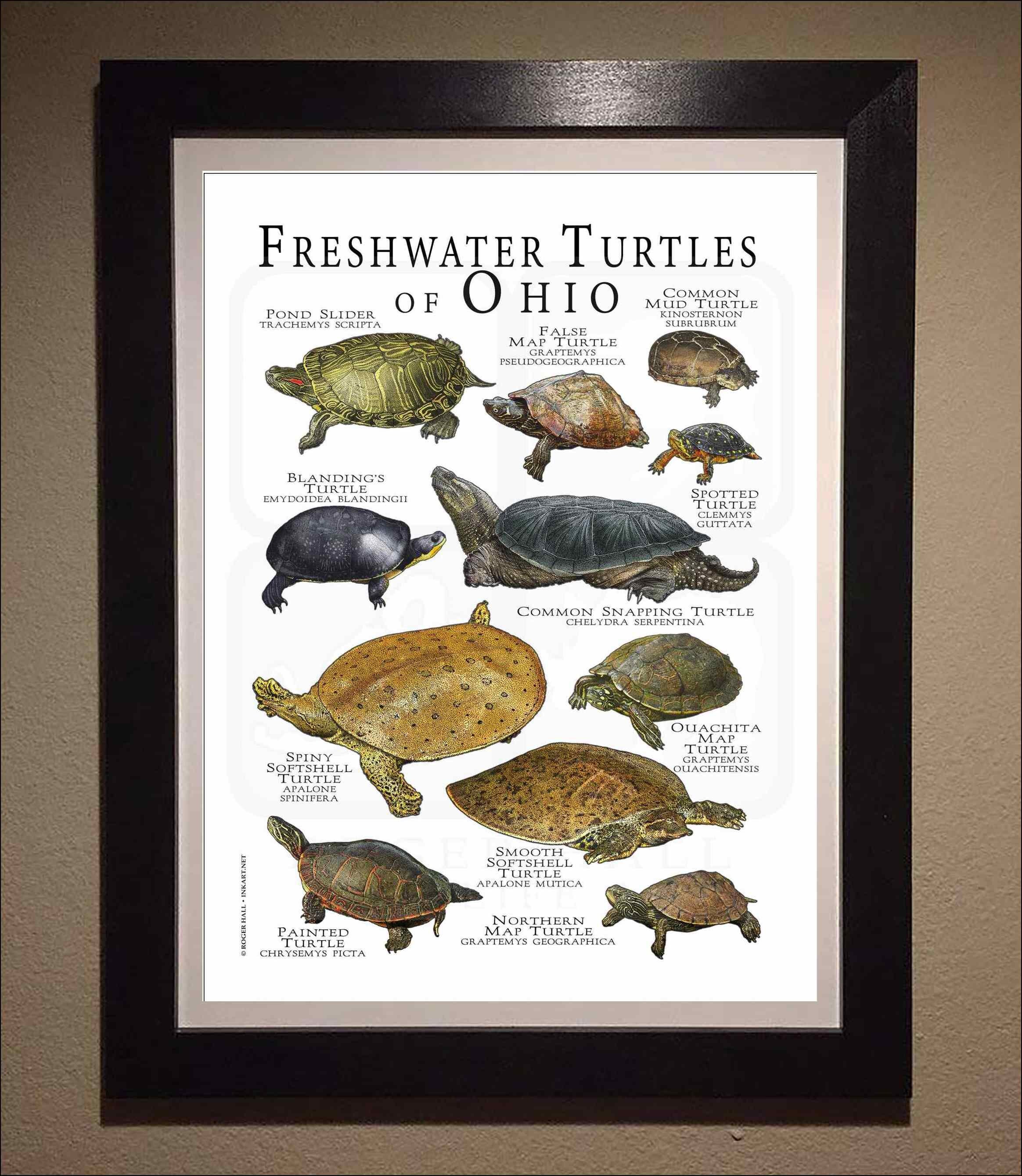 Ohio River Turtles