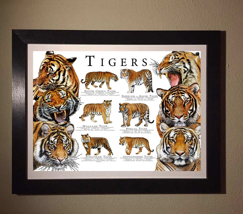 Endangered Tigers of Asia Poster - Etsy