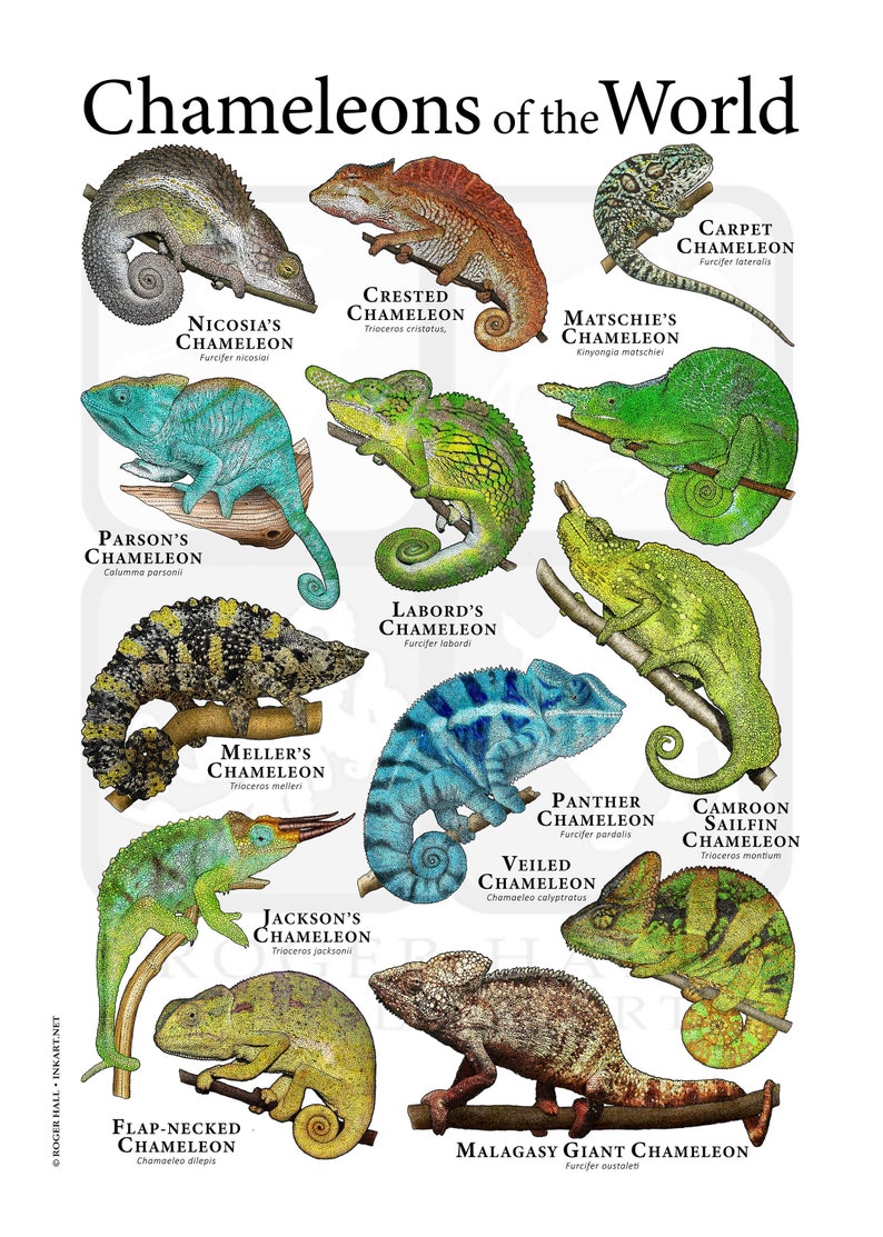Chameleons on the World Poster - SIGNED BY ARTIST! - Etsy